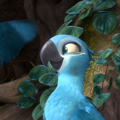 Jewel Macaw Youtube