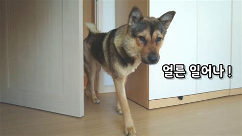 늦잠자면 방문 열고 잠 깨우는 강아지ㅋㅋ│진돗개 아침 애교 Youtube