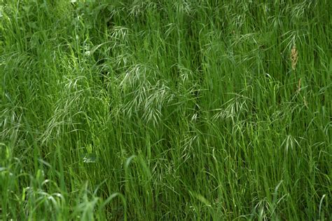 Wild Oat Pollen Walk