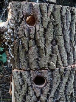 Free Images Tree Nature Wood Leaf Flower Trunk Autumn Woodland