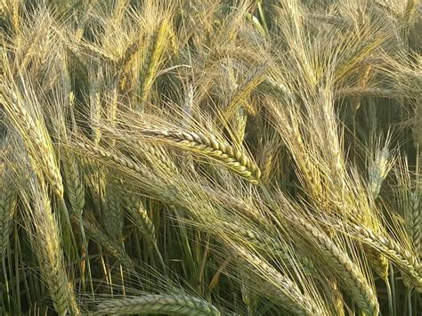 Есенска сеидба со правилен избор на семе до големи приноси