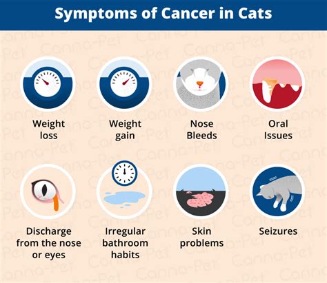 Cancer In Cats Causes Symptoms Treatments Canna Pet