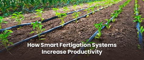 How Smart Fertigation Systems Increase Productivity
