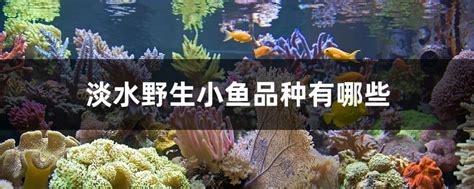 淡水野生小鱼品种有哪些 鱼百科