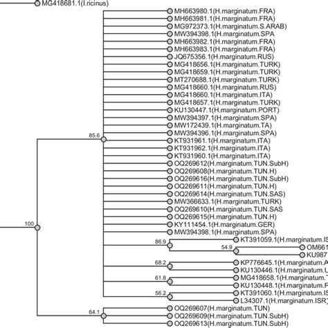 The Neighbor Joining Tree Implemented In Geneious Prime Version