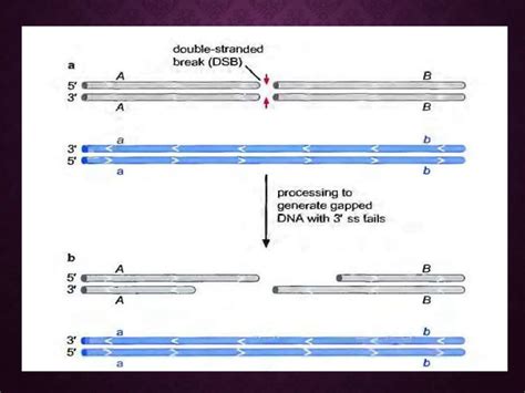 Recombination Modelspdf