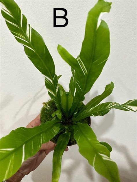 Asplenium Variegated Variegata Furniture And Home Living Gardening