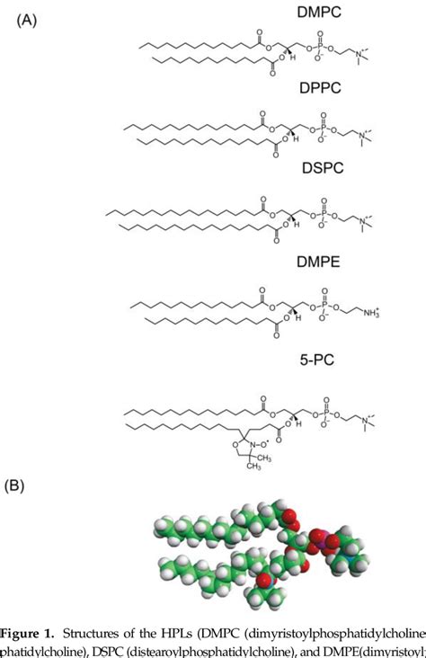 Structures Of The Hpls Dmpc Dimyristoylphosphatidylcholine