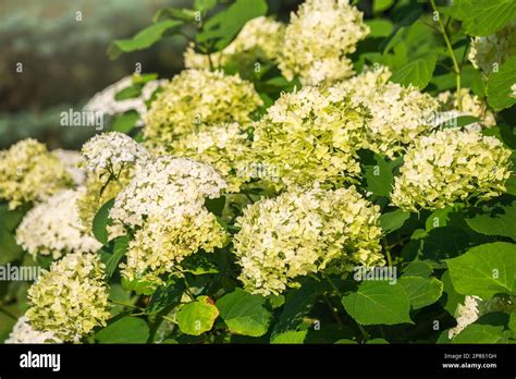 Lush White And Yellow Hydrangea Flowers In Summer White And Yellow