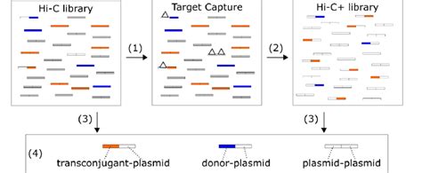 Overview Of Hi C 1 Dna From A Hi C Library Was Used As Input For The Download Scientific