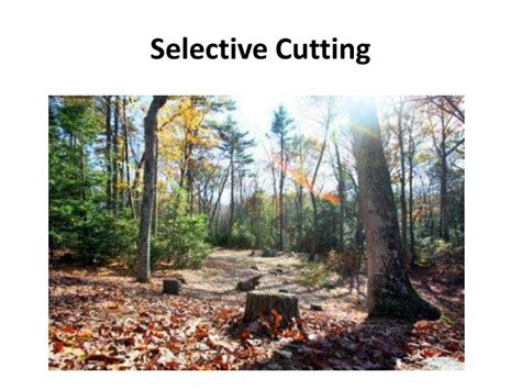 Ppt Rangeland And Forestland Powerpoint Presentation Id 1882450