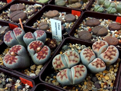 Cultivation And Care Of Lithops Fundamentals Beci Lithops