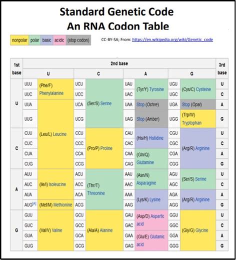 Genetic Code Chart Codons