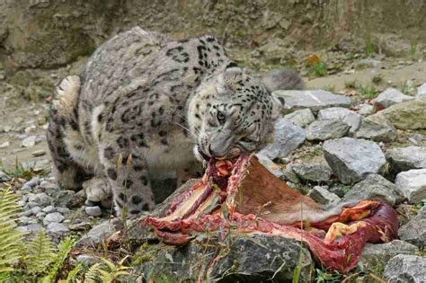 Snow Leopard And Red Pandas 5 Answers You Should Know Bestofpanda