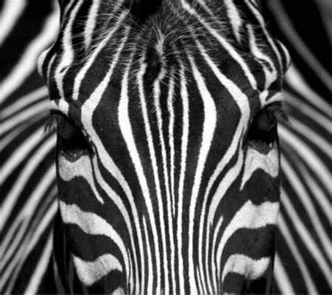 얼룩말 얼굴 배경화면 Phoneky에서 모바일로 다운로드