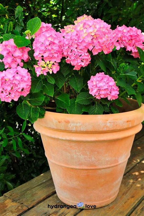How To Keep Hydrangeas Alive In Pots Hydrangea Love