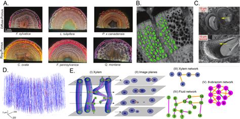 Xylem Vessel Network Representations And The Image Processing Pipeline