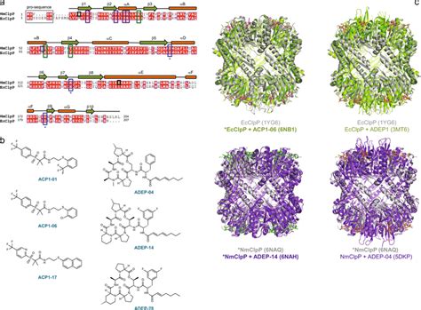sequence and structure of clpp from n meningitidis and e coli a