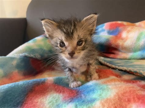 People Call My Kitten Ugly 🥺 R Kittens