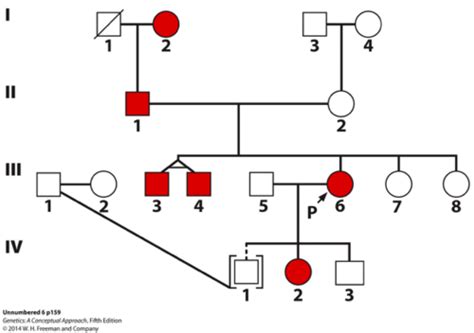 Genetics Pedigree Analysis Activity Exam 2 Flashcards Quizlet
