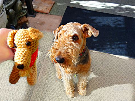 Ruby The Airedale Mini Me