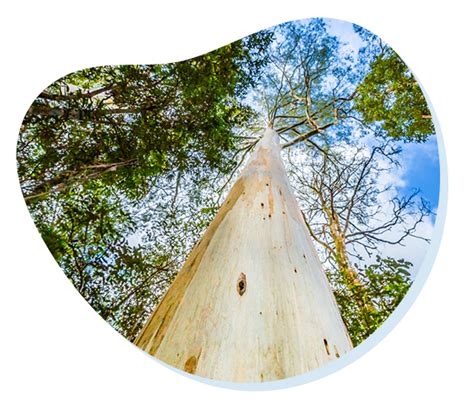 Vector Smart Object 1 100 Renewables