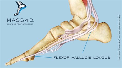 Extensor Hallucis Brevis Tendon