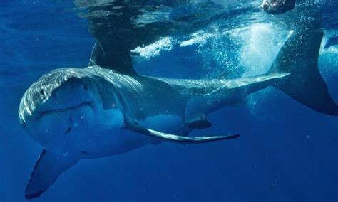 Great White Shark ‘tough Guy Pings Near Infamous Ca Surf Spot