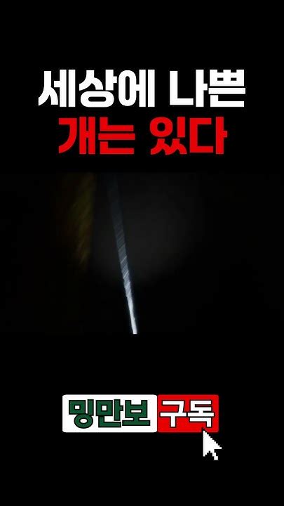 금쪽이 강아지 버전 Youtube