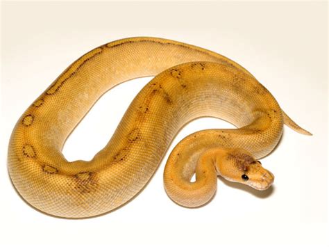 Champagne Morph List World Of Ball Pythons