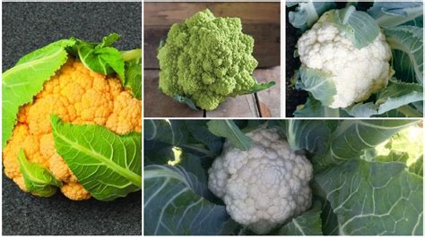11 Cauliflower Varieties Youll Want To Grow Growing Produce