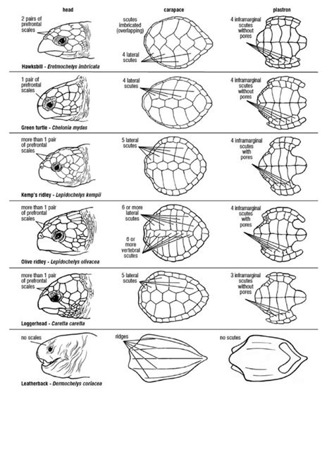Scute Patterns And Shell Morphology Of The 7 Sea Turtle Species Reproduced From Wyneken 2001