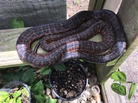 Chilabothrus Striatus Striatus West Indian Boas