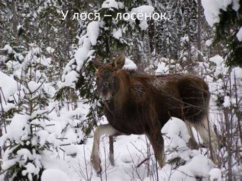 «Дикие животные и их детеныши для детей младшего возраста презентация онлайн