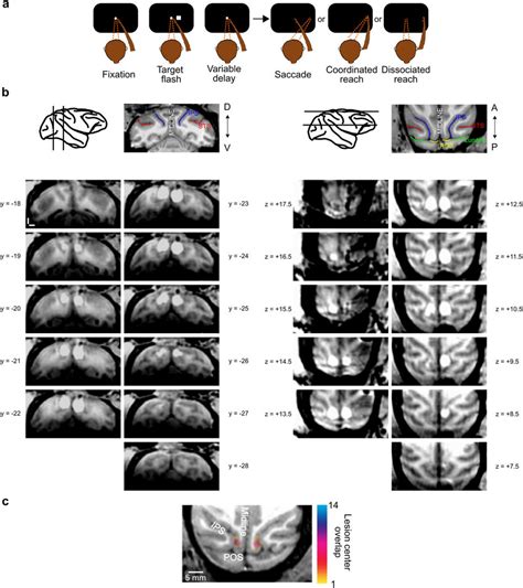Task Design A Memory Guided Saccade And Coordinated Saccade Reach