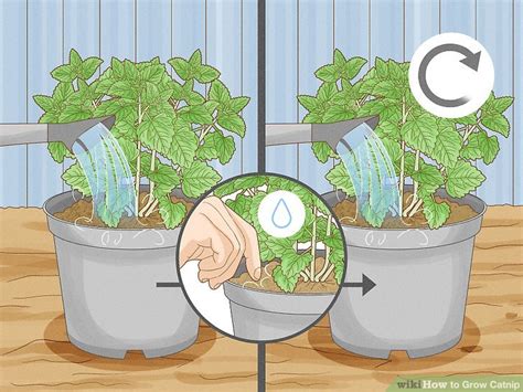 How To Grow Catnip 11 Steps With Pictures WikiHow