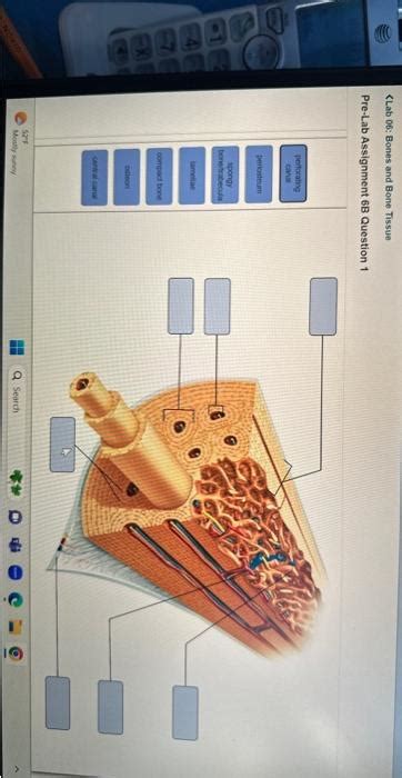 Solved Llab O6 Bones And Bone Tissue Pre Lab Assignment 6b