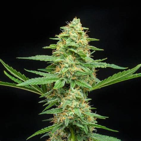 Froot By The Foot Breeders Direct