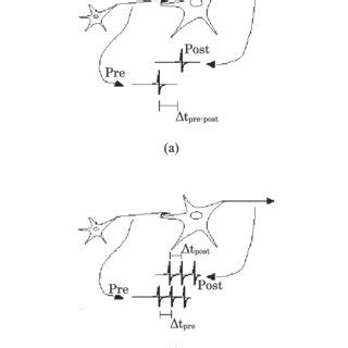Two Types Of STDP A One Type Of STDP Based On The Spike Time Download Scientific Diagram