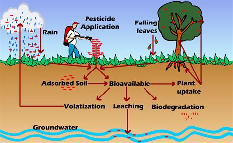 Bioaccumulation Pesticides