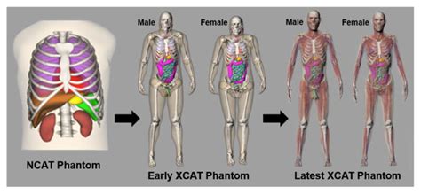 Application Of The 4 D Xcat Phantoms In Biomedical Imaging And Beyond