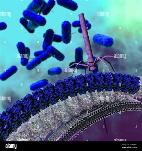 C Difficile Antimicrobial Treatment Illustration Bacteriocin Being