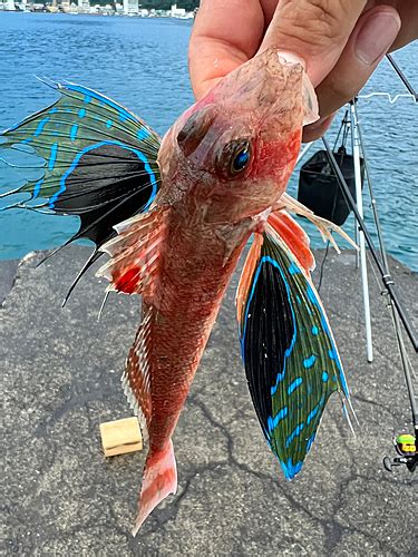 トゲカナガシラの釣果釣り情報まとめ アングラーズ 釣果600万件の魚釣り情報サイト