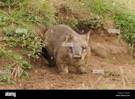 Southern Hairy Nosed Wombat Lasiorhinus Latifrons Adult At Burrow Entrance Captive