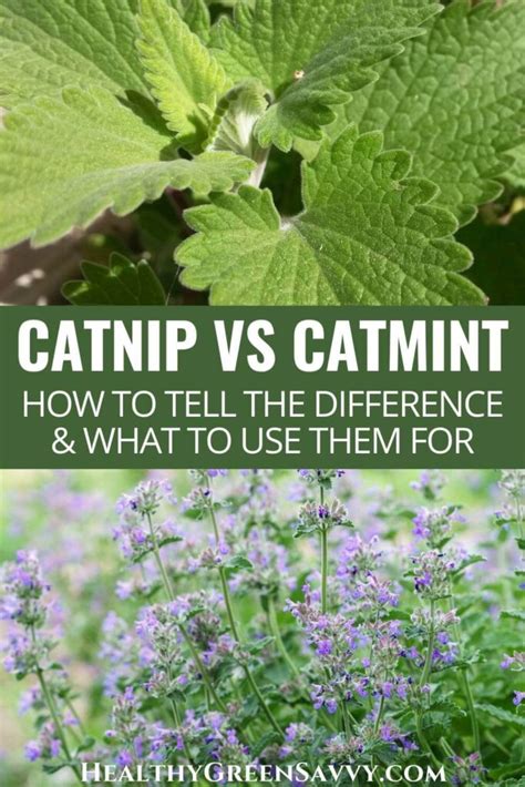 Catnip Leaves