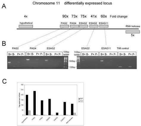 Genomic Context Of A Differentially Expressed Gene Cluster A Five Download Scientific Diagram