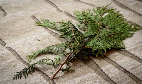 Indigenous Led Health Initiatives Rccbc