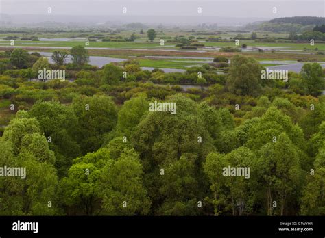 Panorama Small River With Reed On Northern Part Of Ukraine Sumy Region
