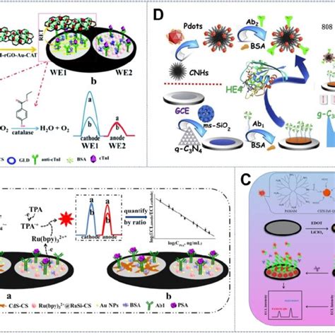 Schematic Of The Internal Standard Ratiometric Ecl Sensor With The Download Scientific Diagram