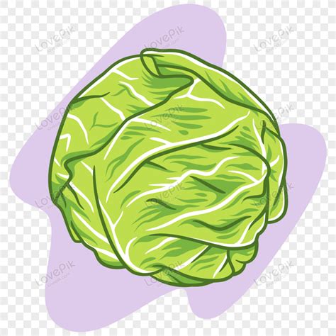 양배추 야채 일러스트 Png 일러스트 무료 다운로드 Lovepik